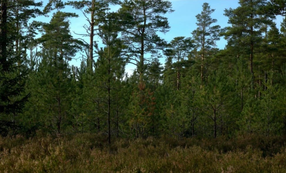 Potential Reforestation Data